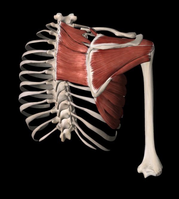 Scapular Instability with Climbers - The Climbing Doctor