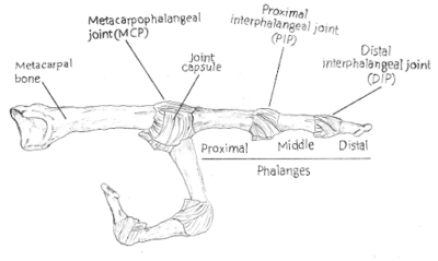 Capsulitis and Synovitis Climbing - Swelling of the Fingers - The ...